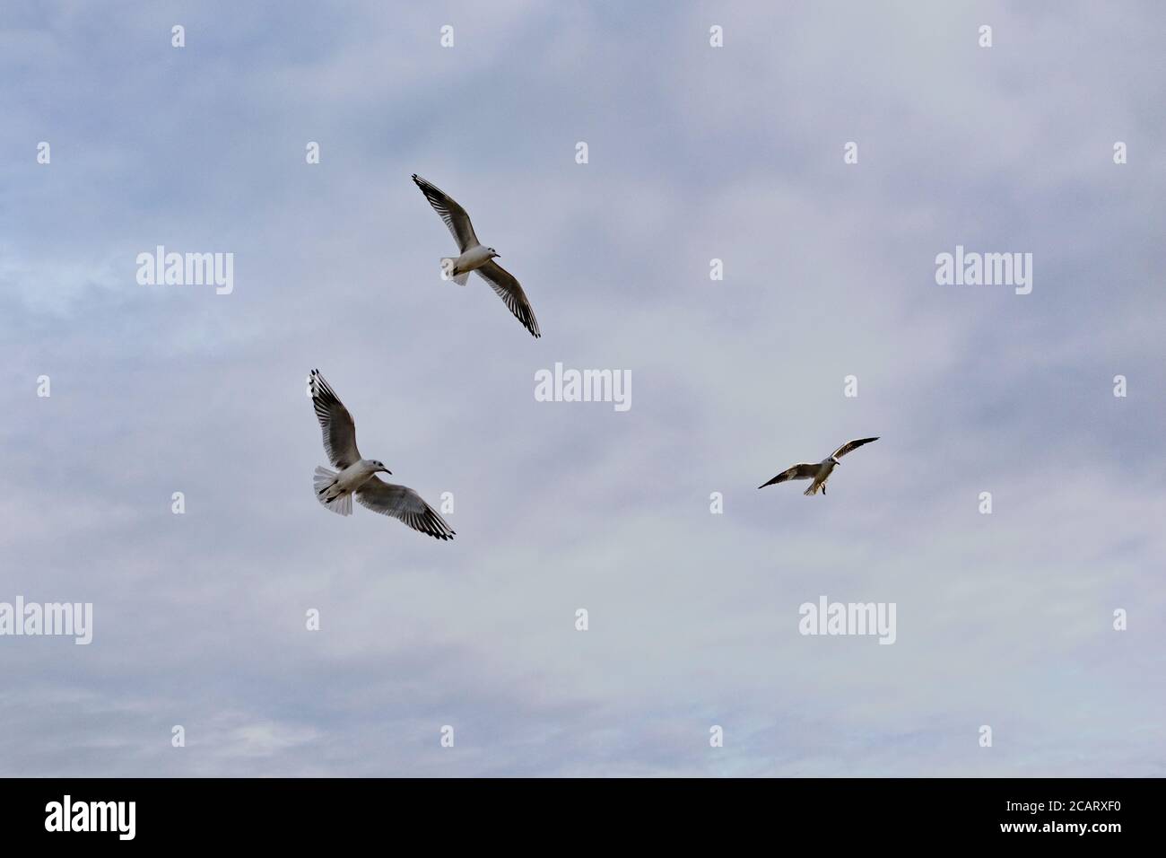 three seagulls flying on a cloudy blue background freedom wings Stock ...