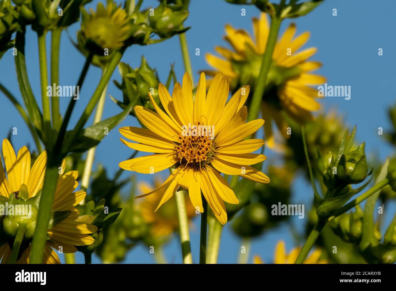 Native wisconsin flora hi-res stock photography and images - Alamy