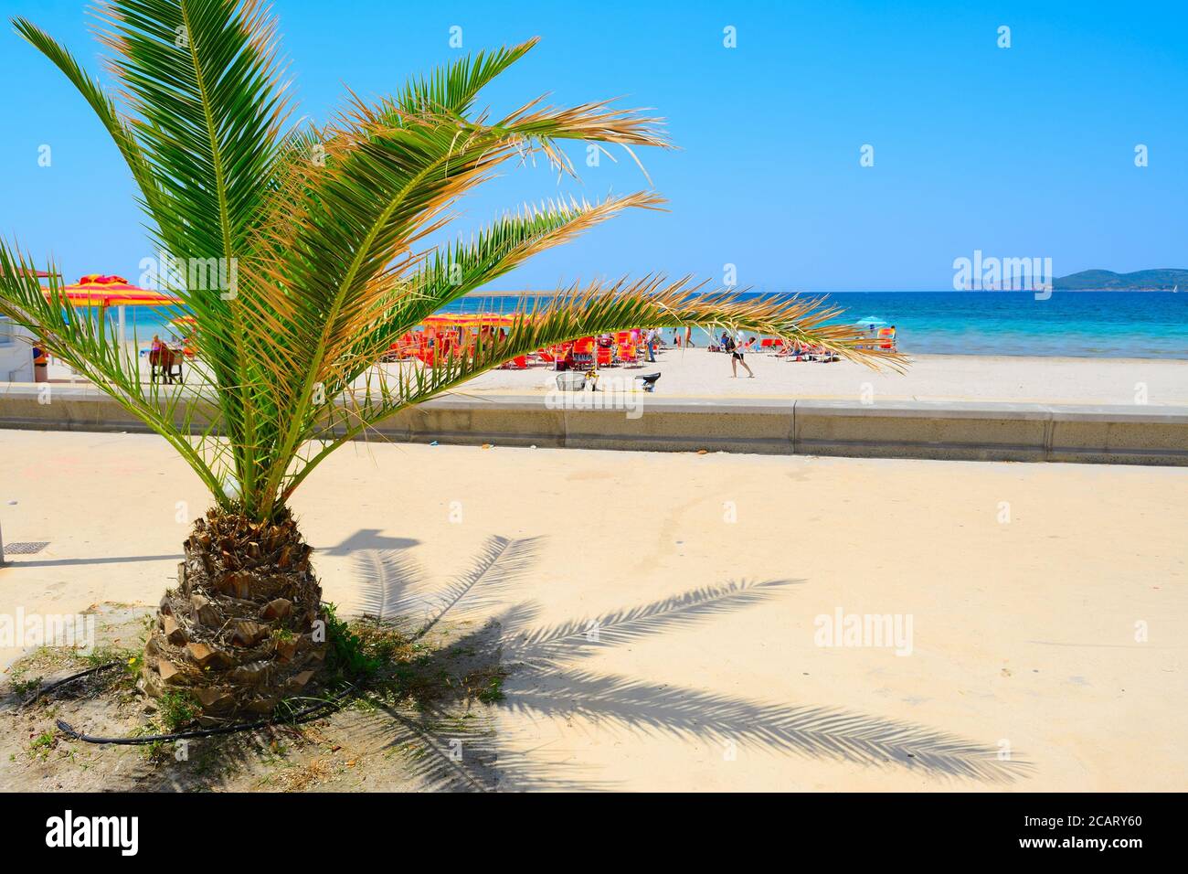 small palm tree by the sea in Alghero, Sardinia Stock Photo - Alamy