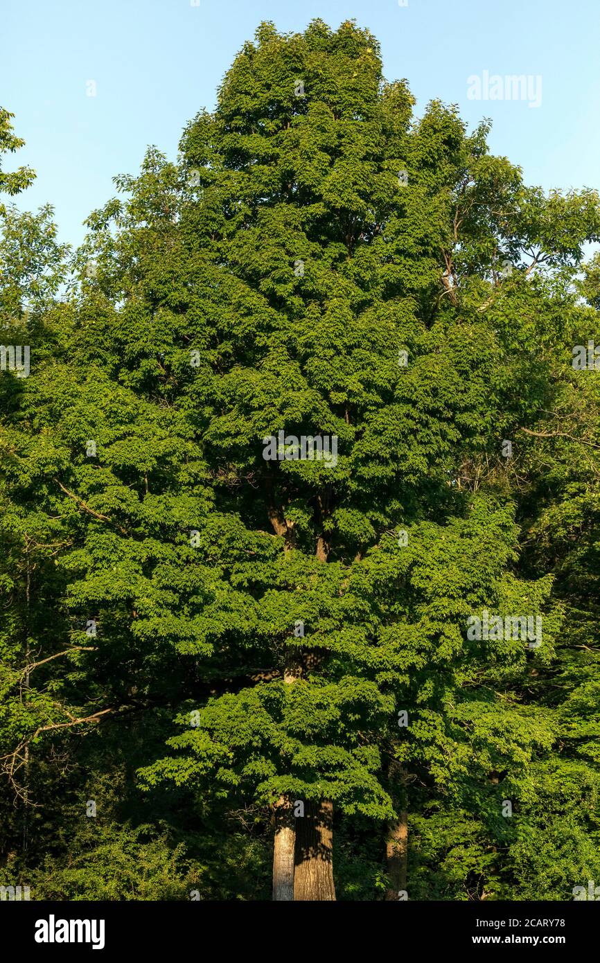 Oak tree in Wisconsin state park Stock Photo - Alamy