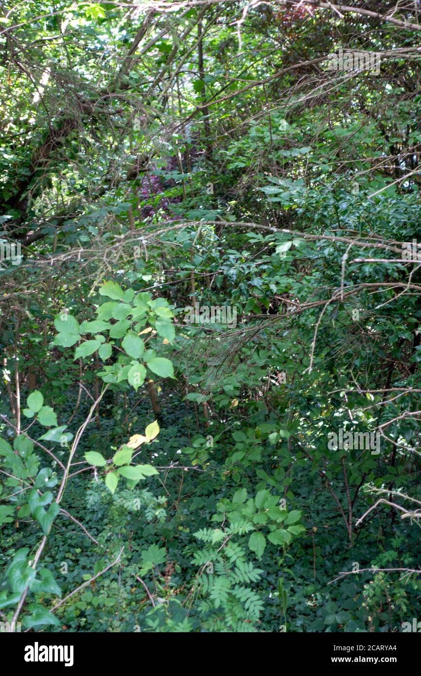 Very overgrown dense wooded area Stock Photo - Alamy