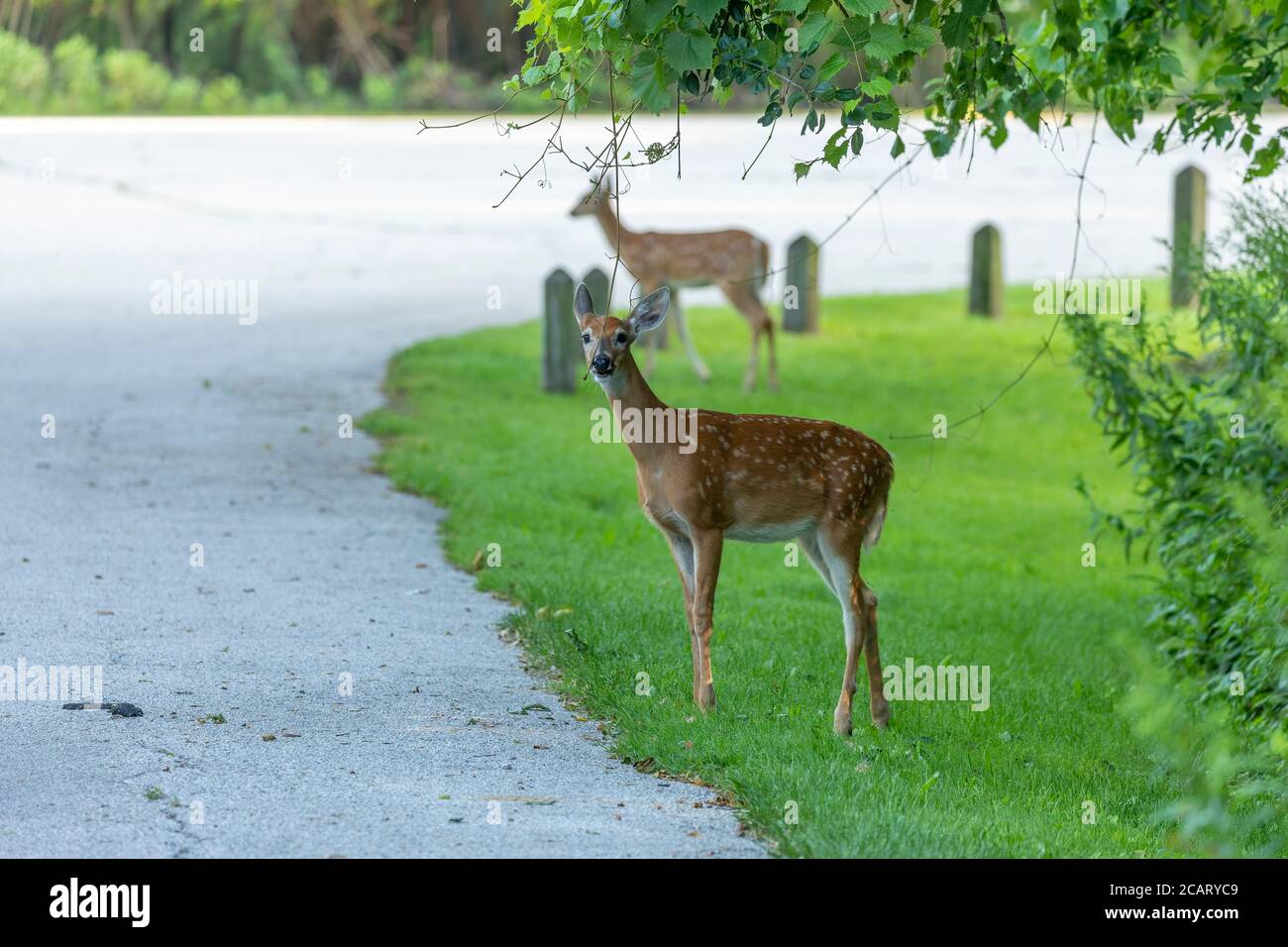 Deer Hunting And America High Resolution Stock Photography and Images ...
