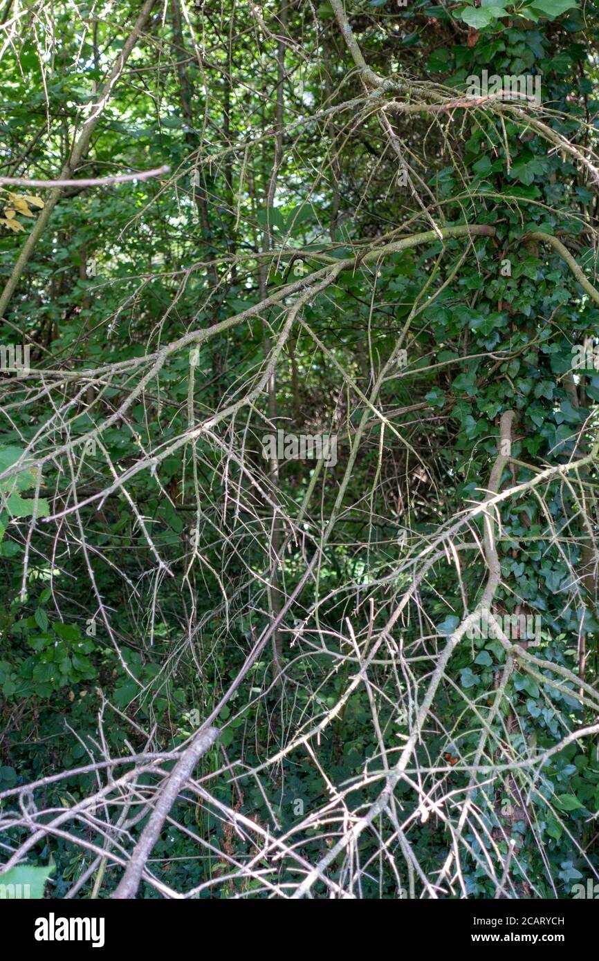Very overgrown dense wooded area Stock Photo - Alamy