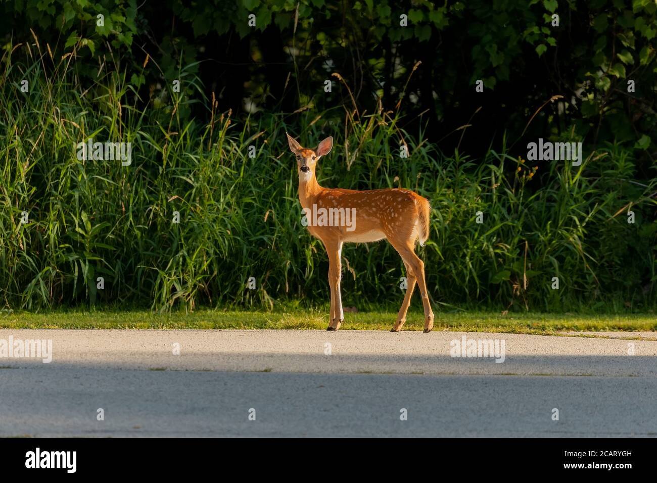 Deer Hunting And America High Resolution Stock Photography and Images ...