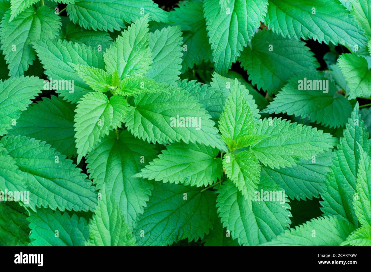 Green young nettle. Medicinal plant, green background Stock Photo - Alamy