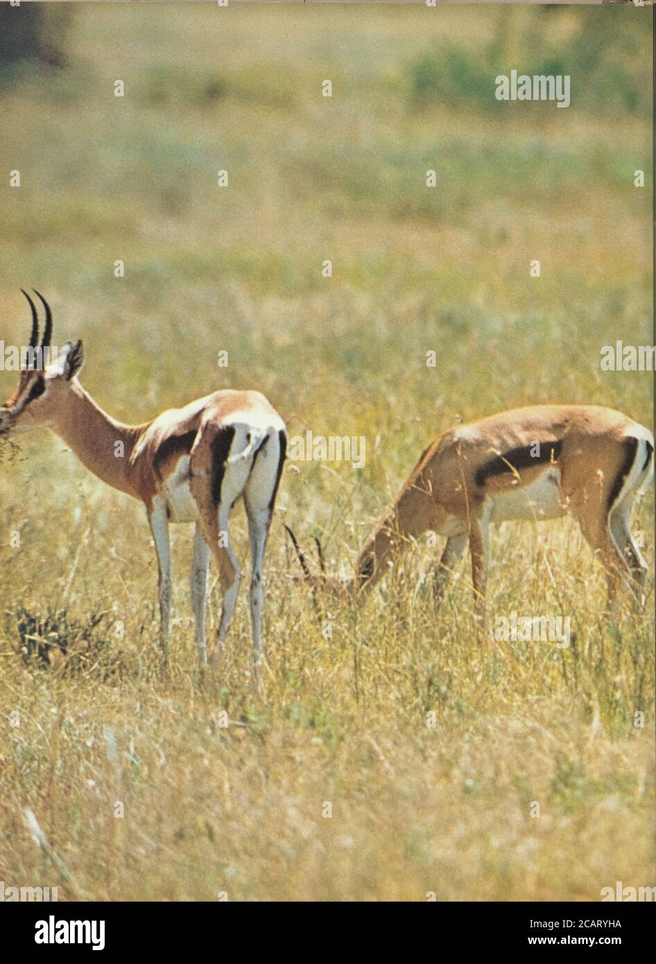 vintage animal illustration vintage classical artistic drawing Stock ...