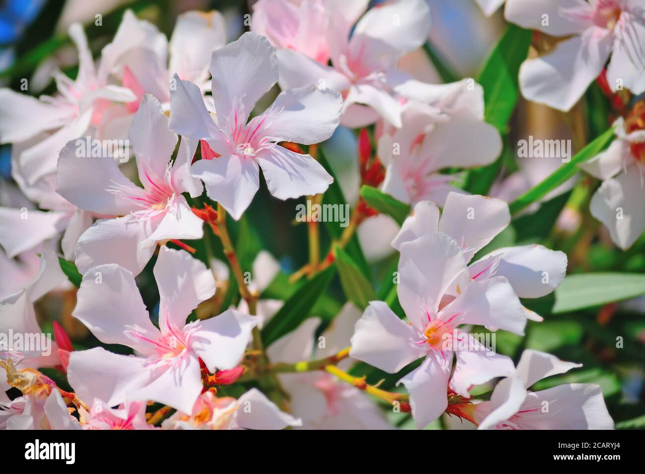 Pink oleanders hi-res stock photography and images - Alamy