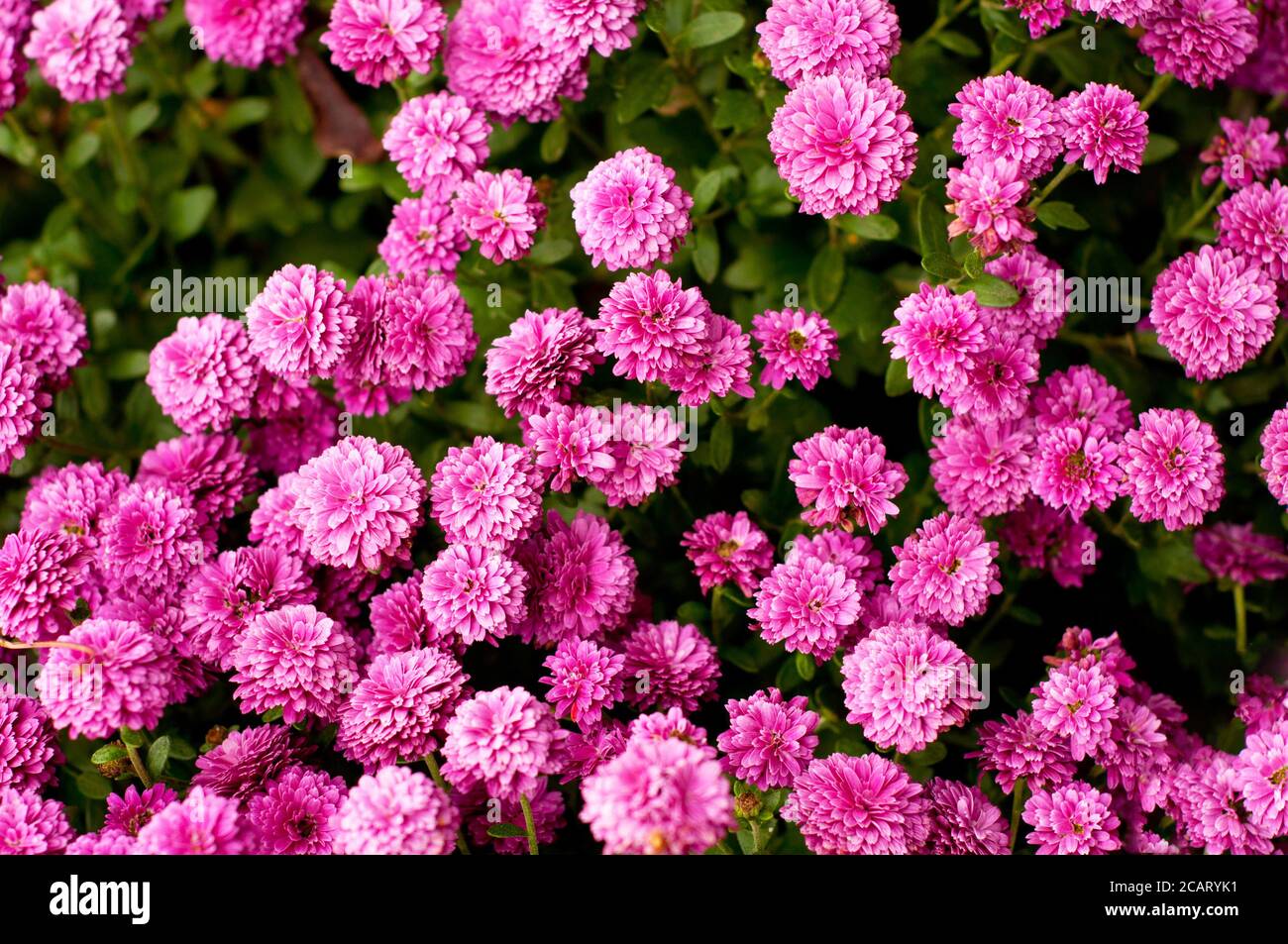 Pink chrysanthemum in green leaves. Bush of autumn chrysanthemums. Garden plants, growing ...