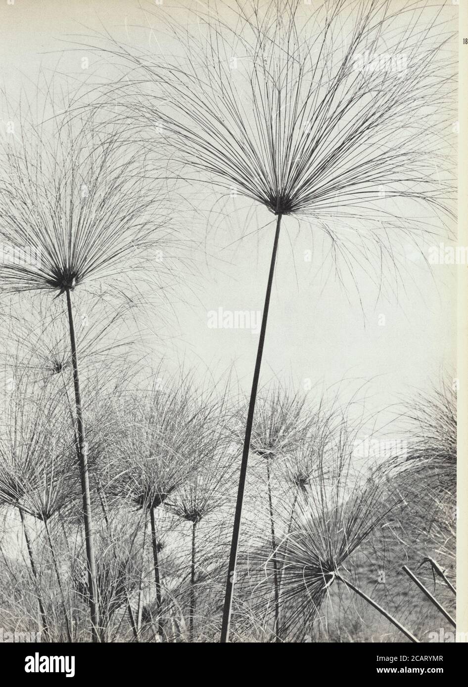 vintage animal illustration vintage classical artistic drawing Stock ...