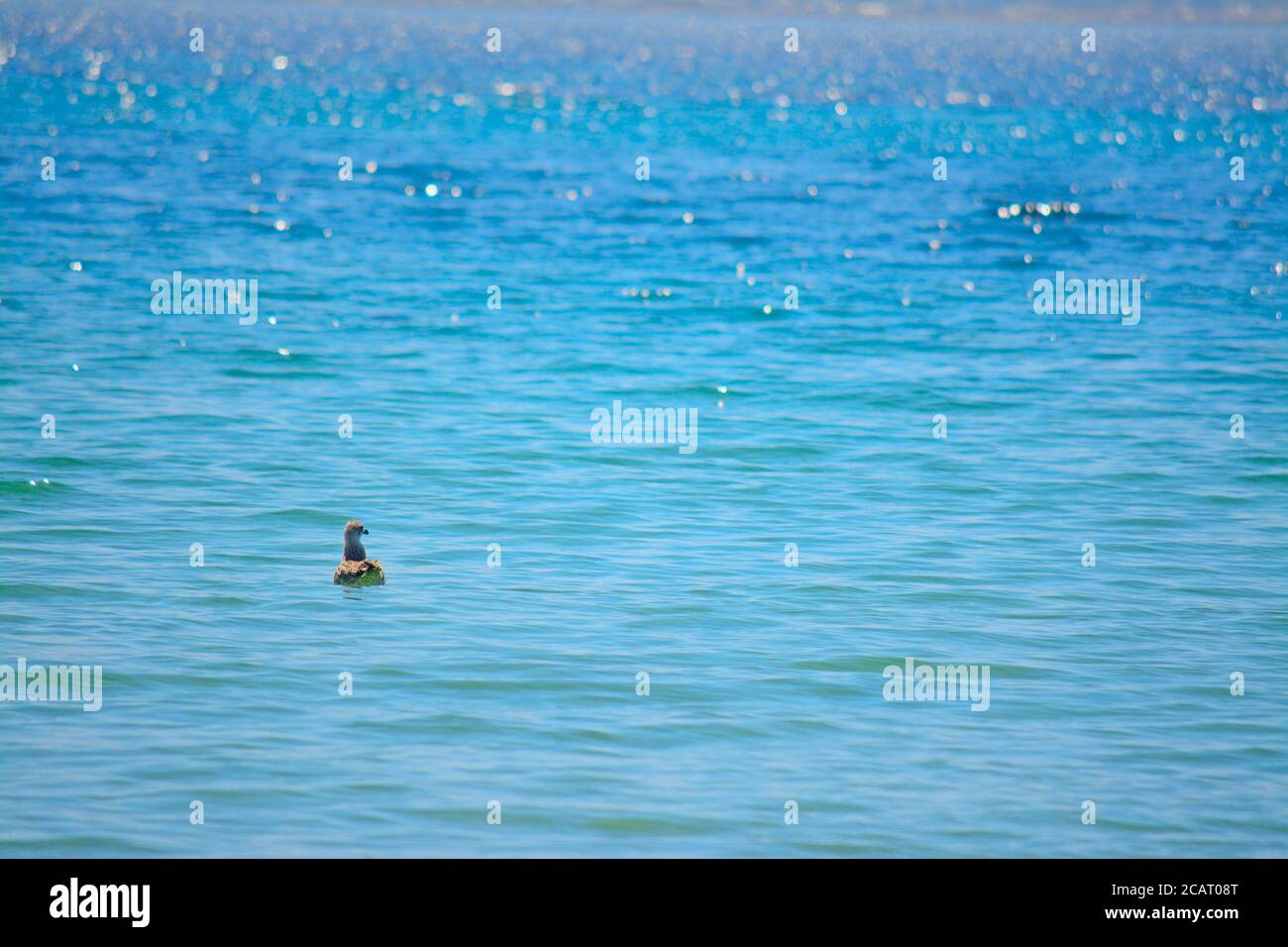 seagull floating alone in Alghero sea, Sardinia Stock Photo - Alamy