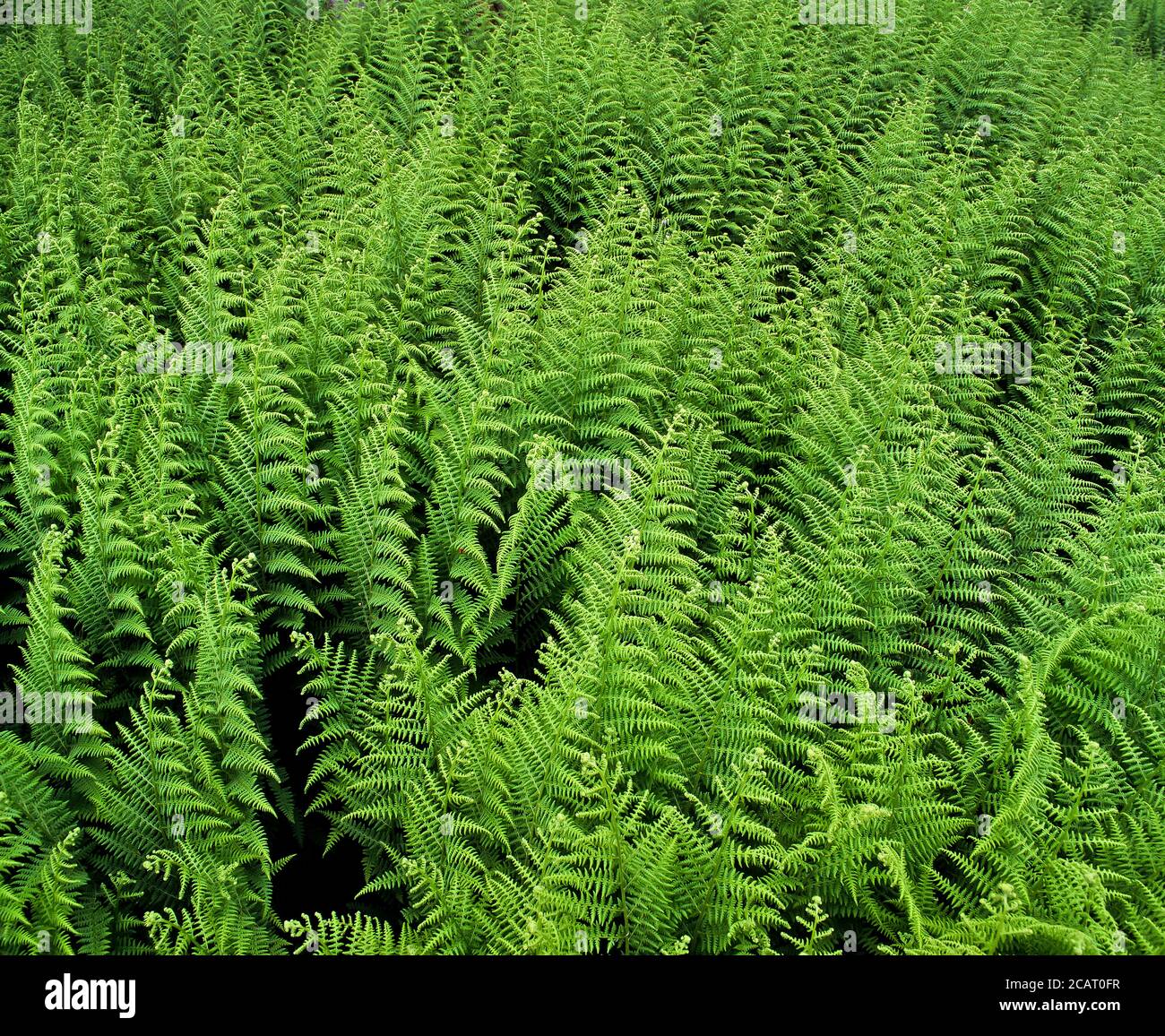 Ferns growing on forest floor hi-res stock photography and images - Alamy