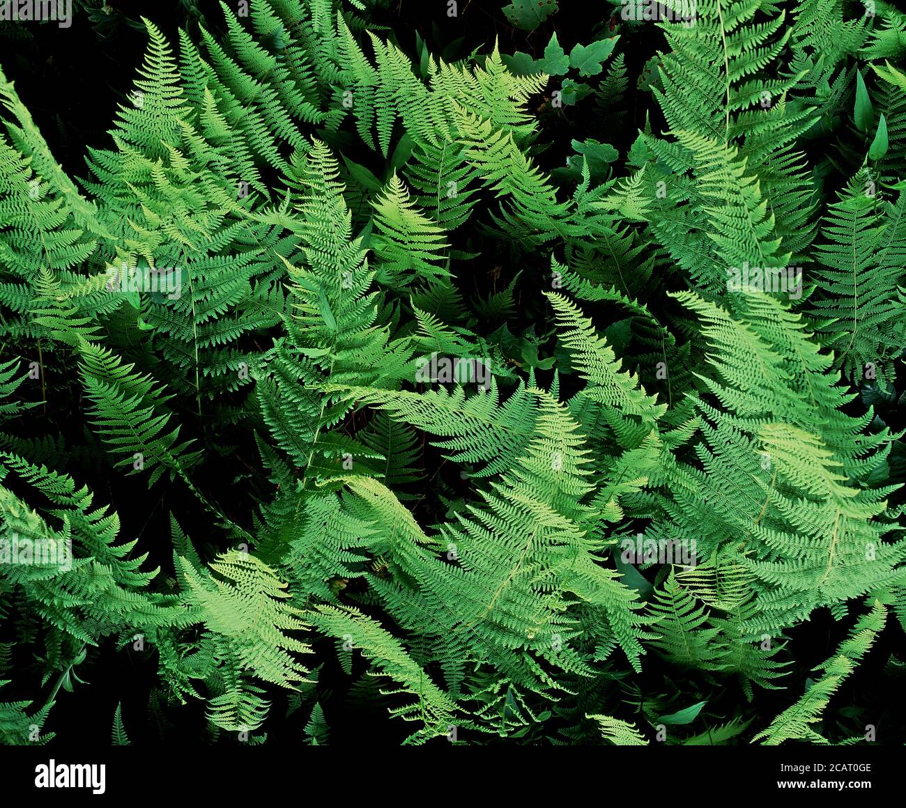 Ferns growing on forest floor hi-res stock photography and images - Alamy