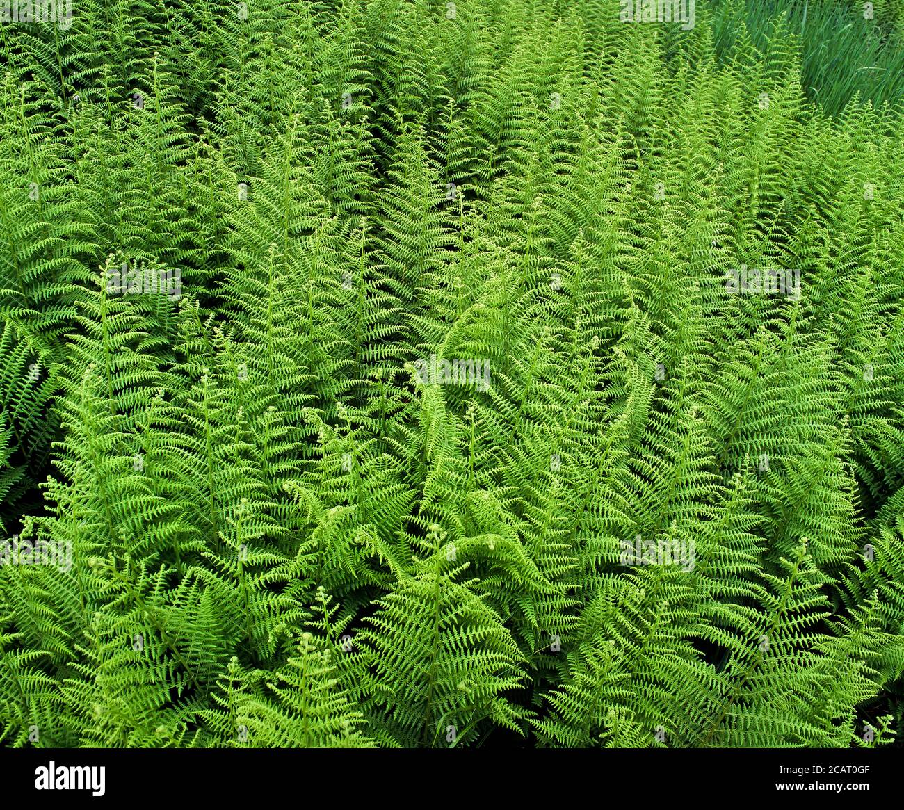 Ferns growing on forest floor hi-res stock photography and images - Alamy