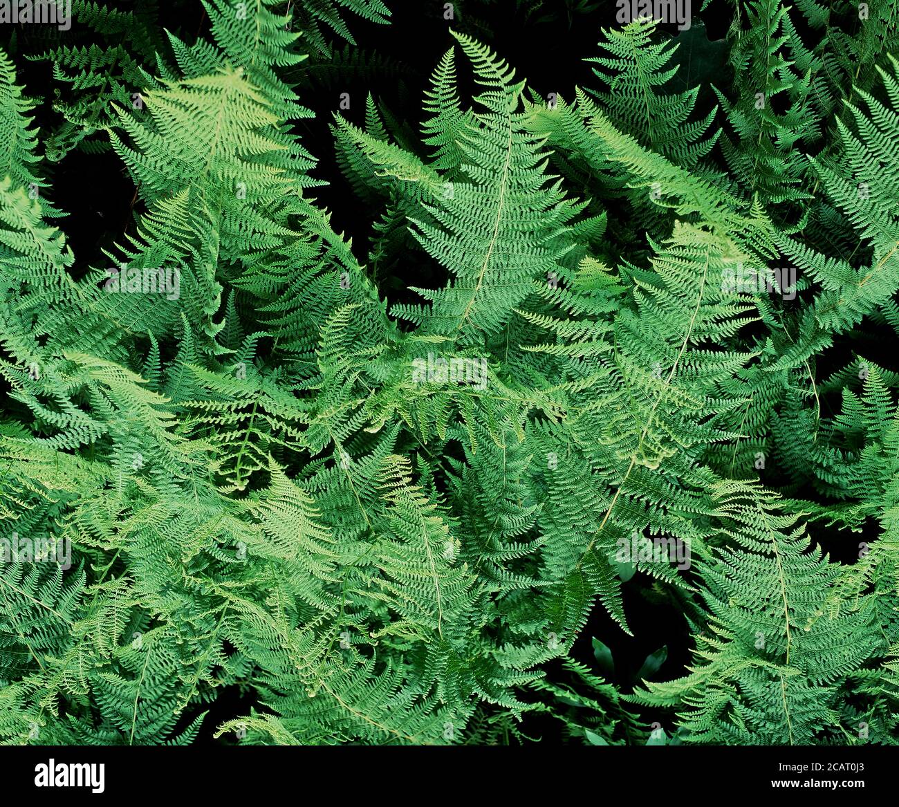Ferns growing on forest floor hi-res stock photography and images - Alamy