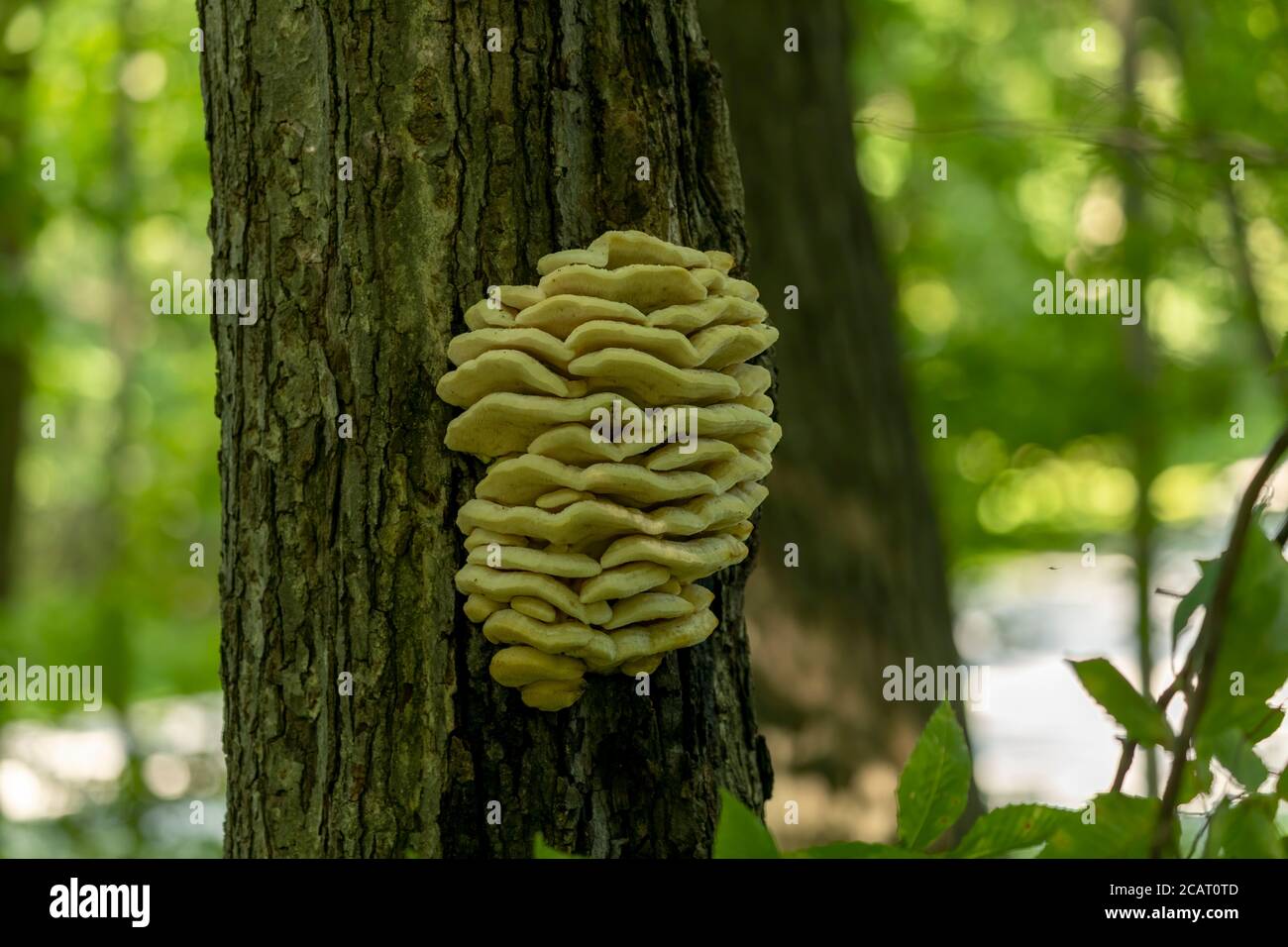 Chicken of the woods. Large yellow fungus shelves attached to tree ...