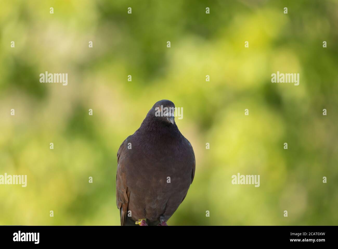 Domestic pigeon.Natural scene from conservation area Stock Photo - Alamy