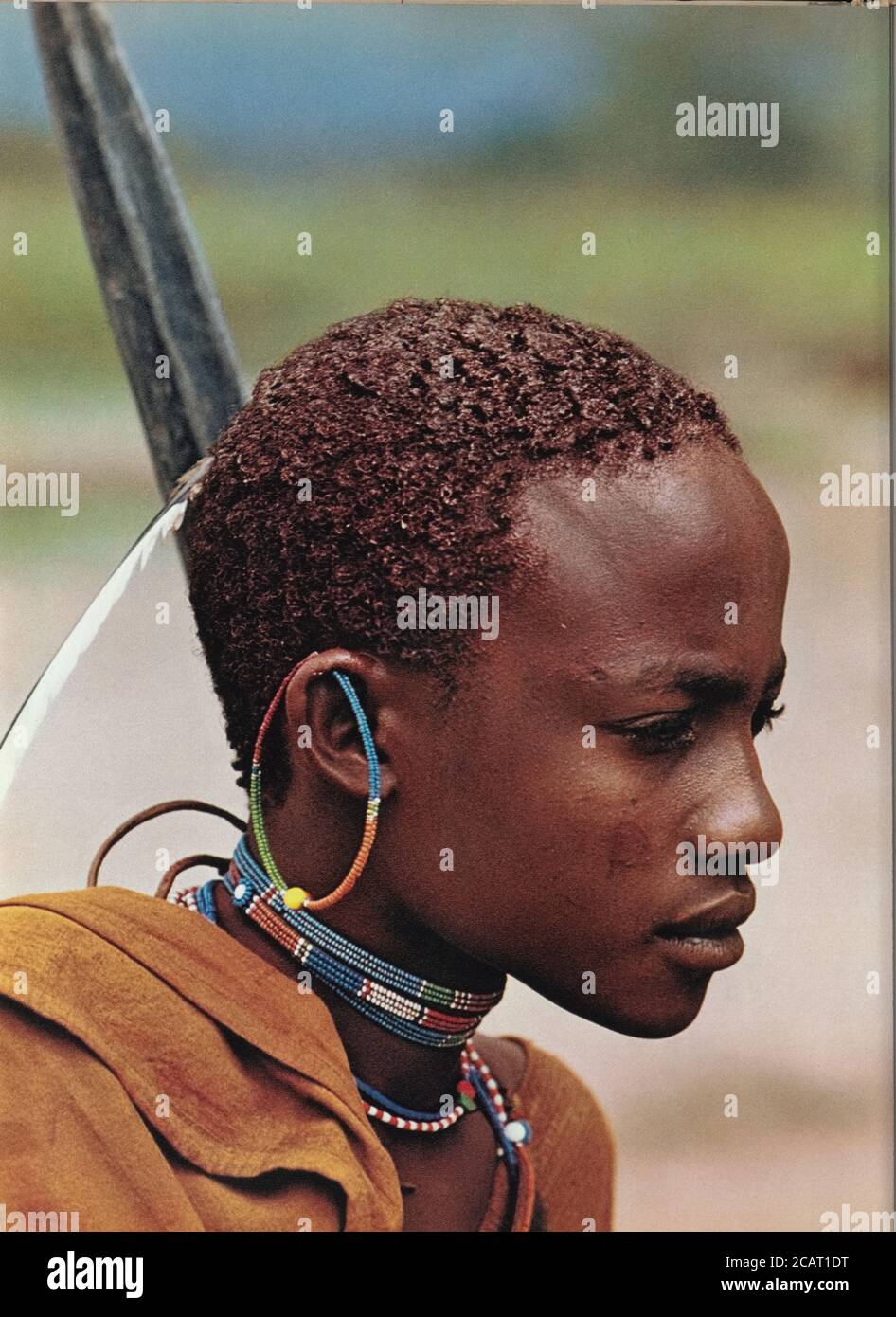 vintage animal illustration vintage classical artistic drawing Stock ...