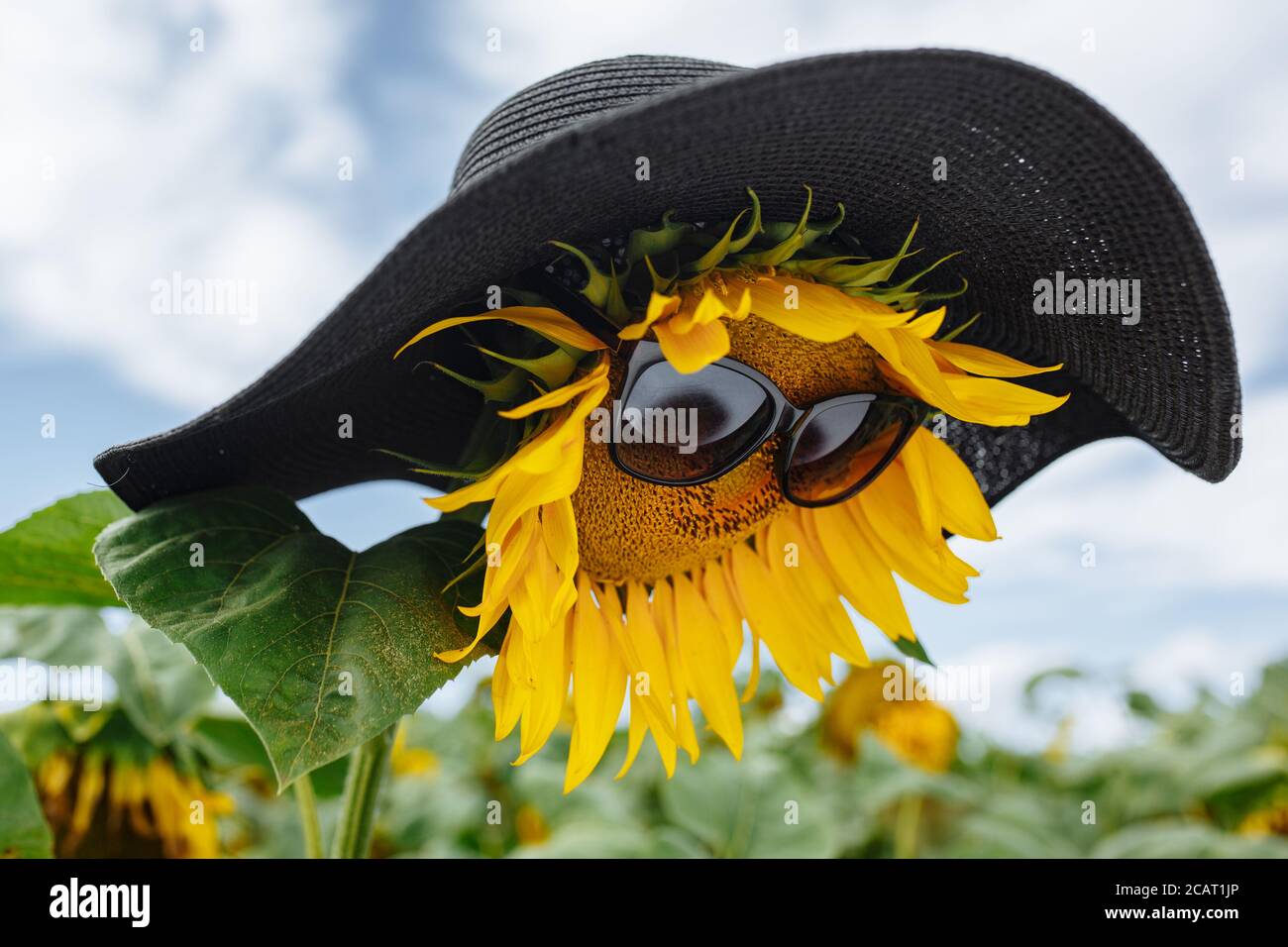 Sunflower hat hi-res stock photography and images - Alamy
