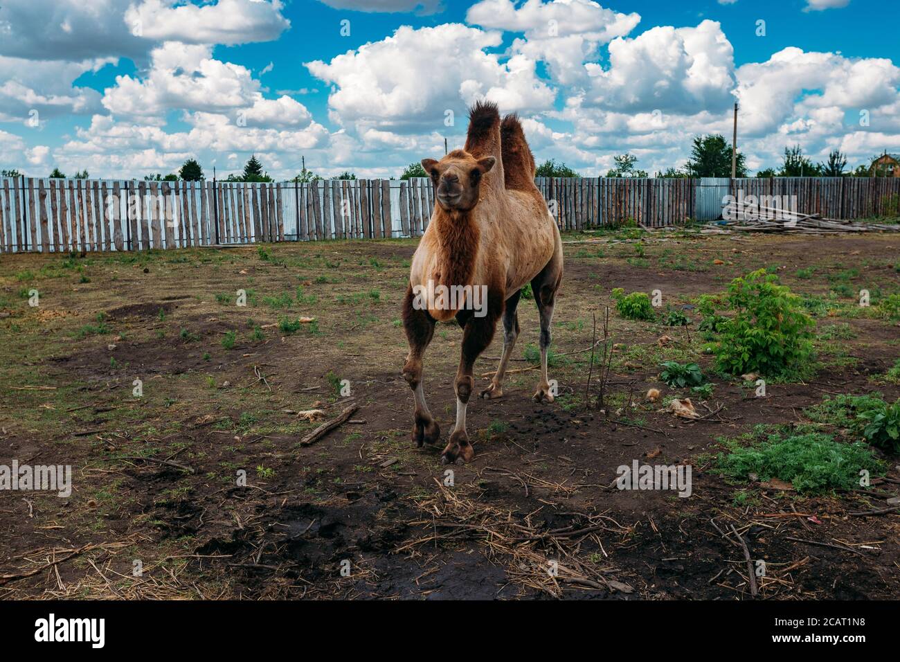Camel stable hi-res stock photography and images - Alamy