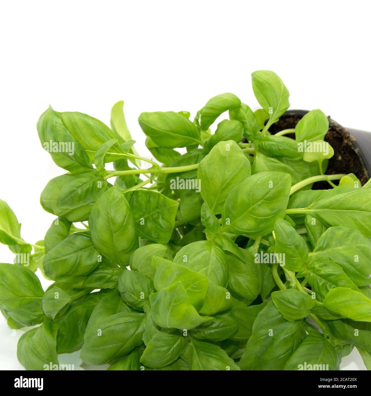 Basil ocimum basilicum leaves hi-res stock photography and images - Alamy