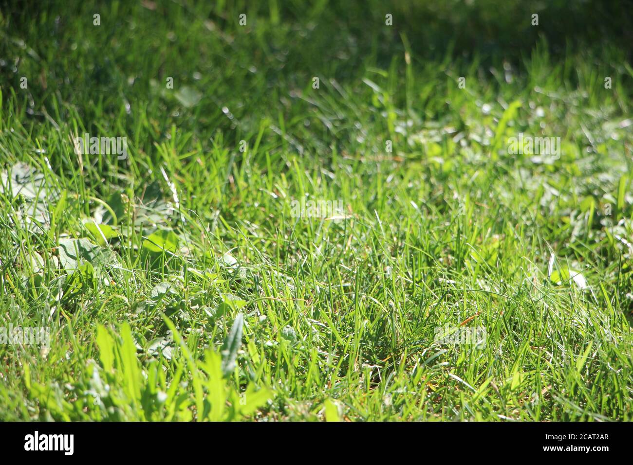 Grassy soccer field under hi-res stock photography and images - Alamy