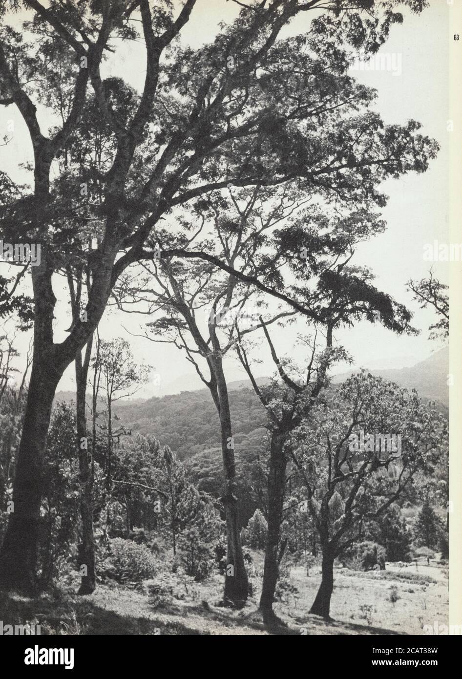 vintage animal illustration vintage classical artistic drawing Stock ...