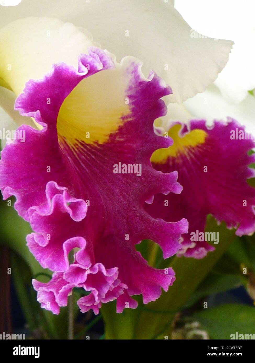 Cattleya nobody hi-res stock photography and images - Alamy