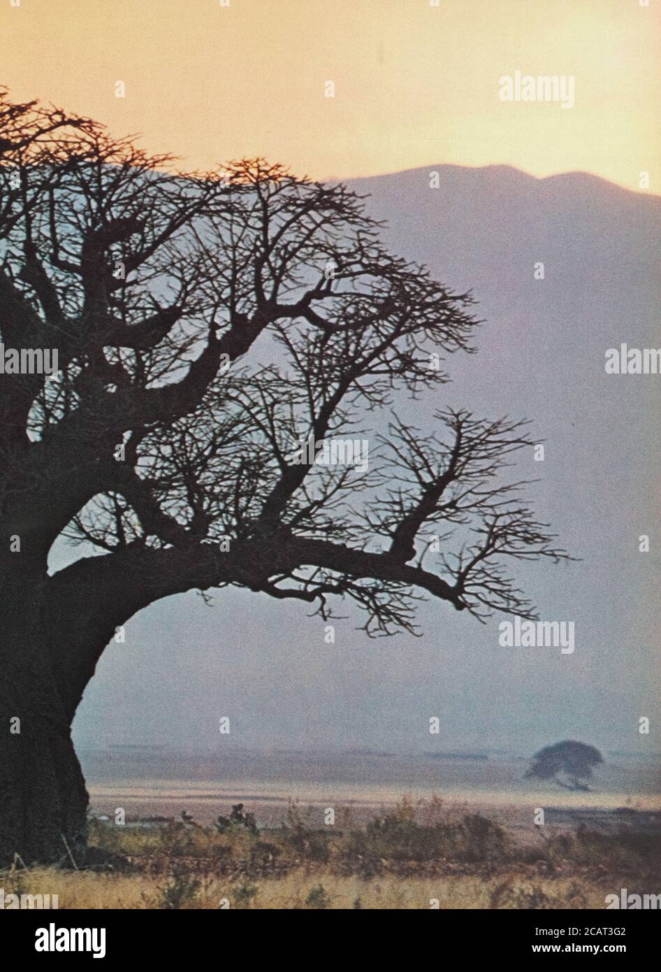 vintage animal illustration vintage classical artistic drawing Stock ...