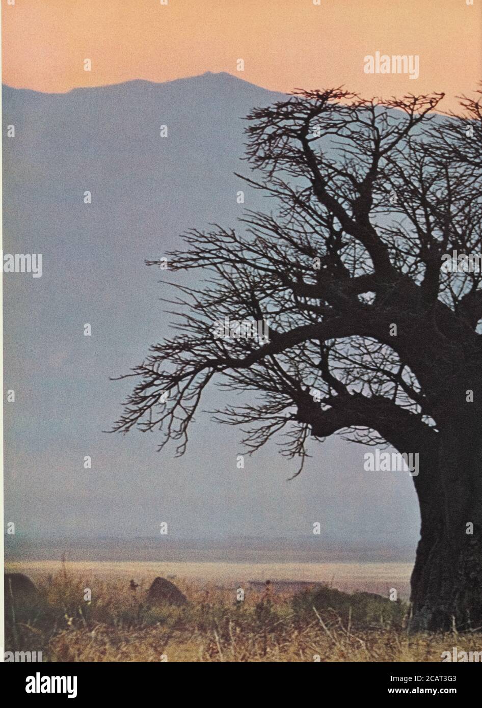 vintage animal illustration vintage classical artistic drawing Stock ...