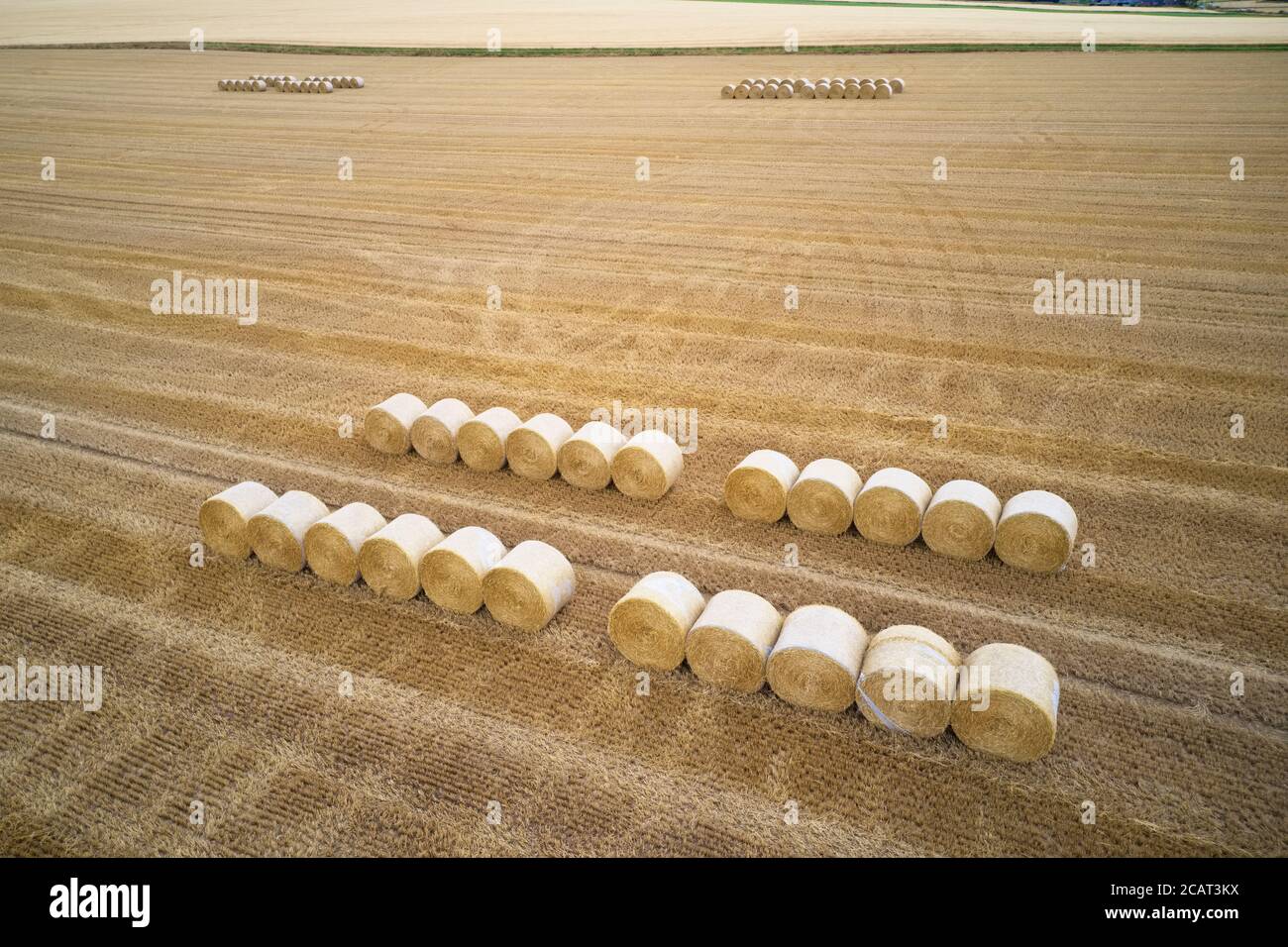 Hay crop bales rolled in field by farmer on farm for harvesting Stock ...