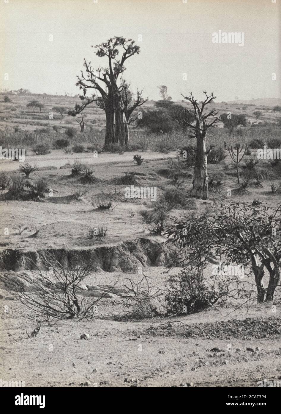 vintage animal illustration vintage classical artistic drawing Stock ...