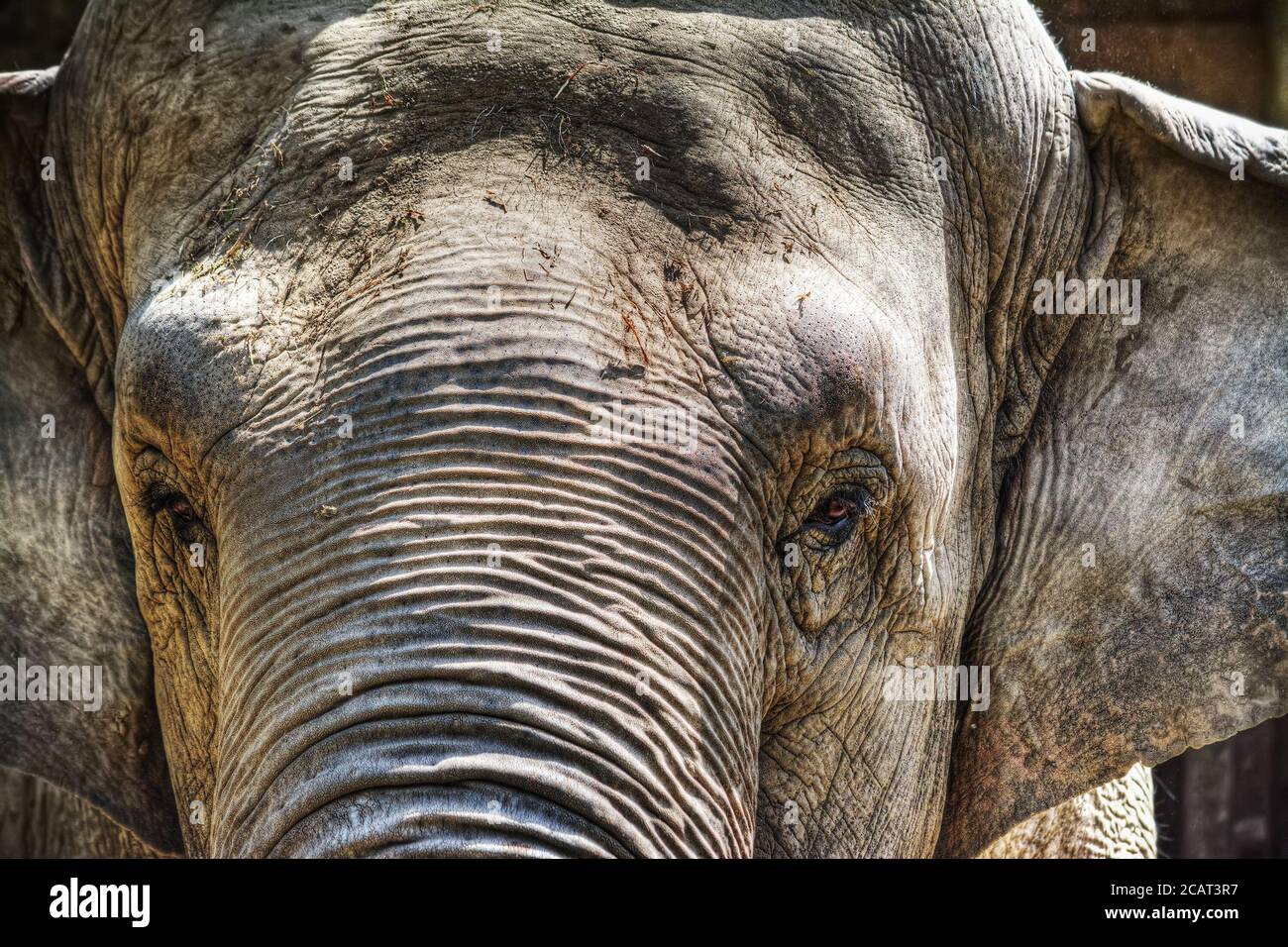 front view of an elephant in hdr Stock Photo - Alamy