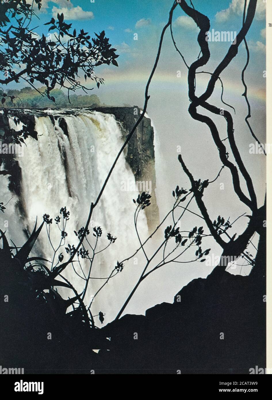 vintage animal illustration vintage classical artistic drawing Stock ...