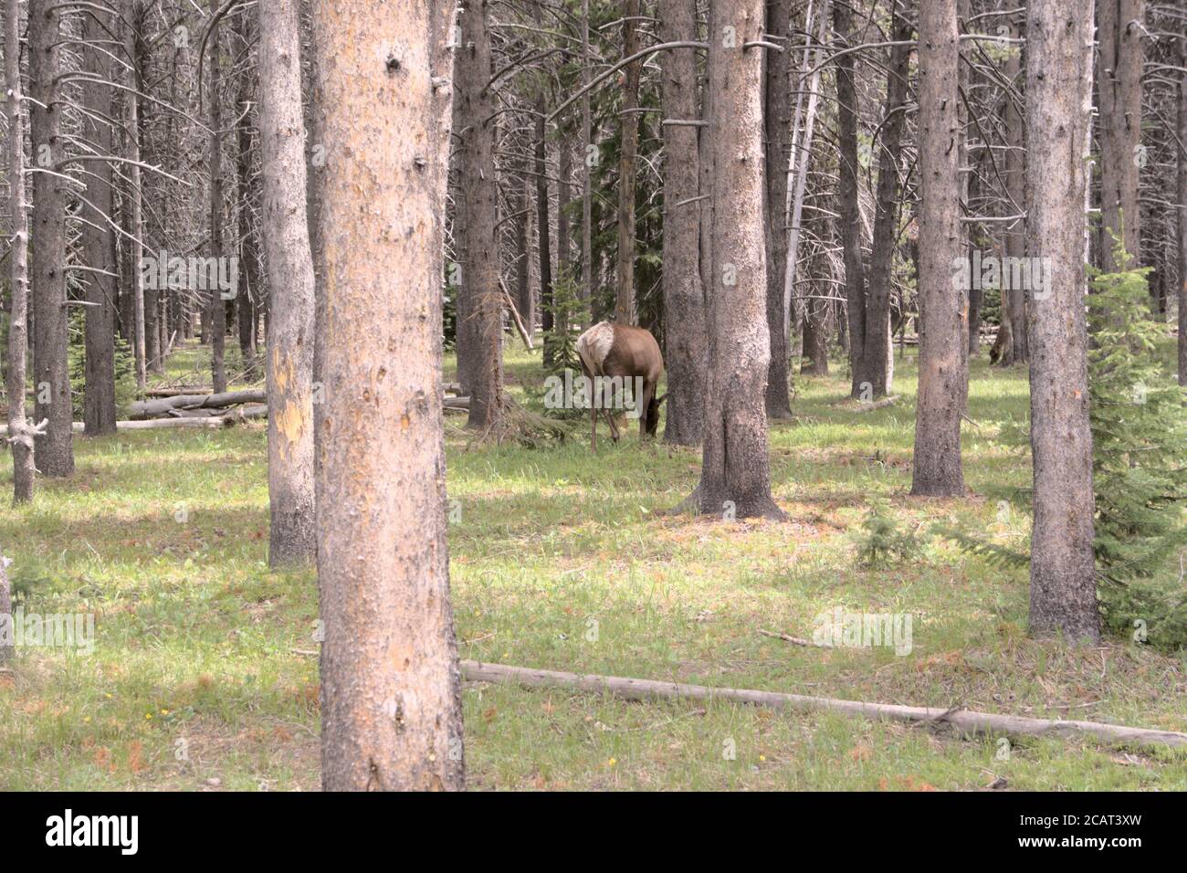 Shot of cute female deer feeding in the grove Stock Photo - Alamy
