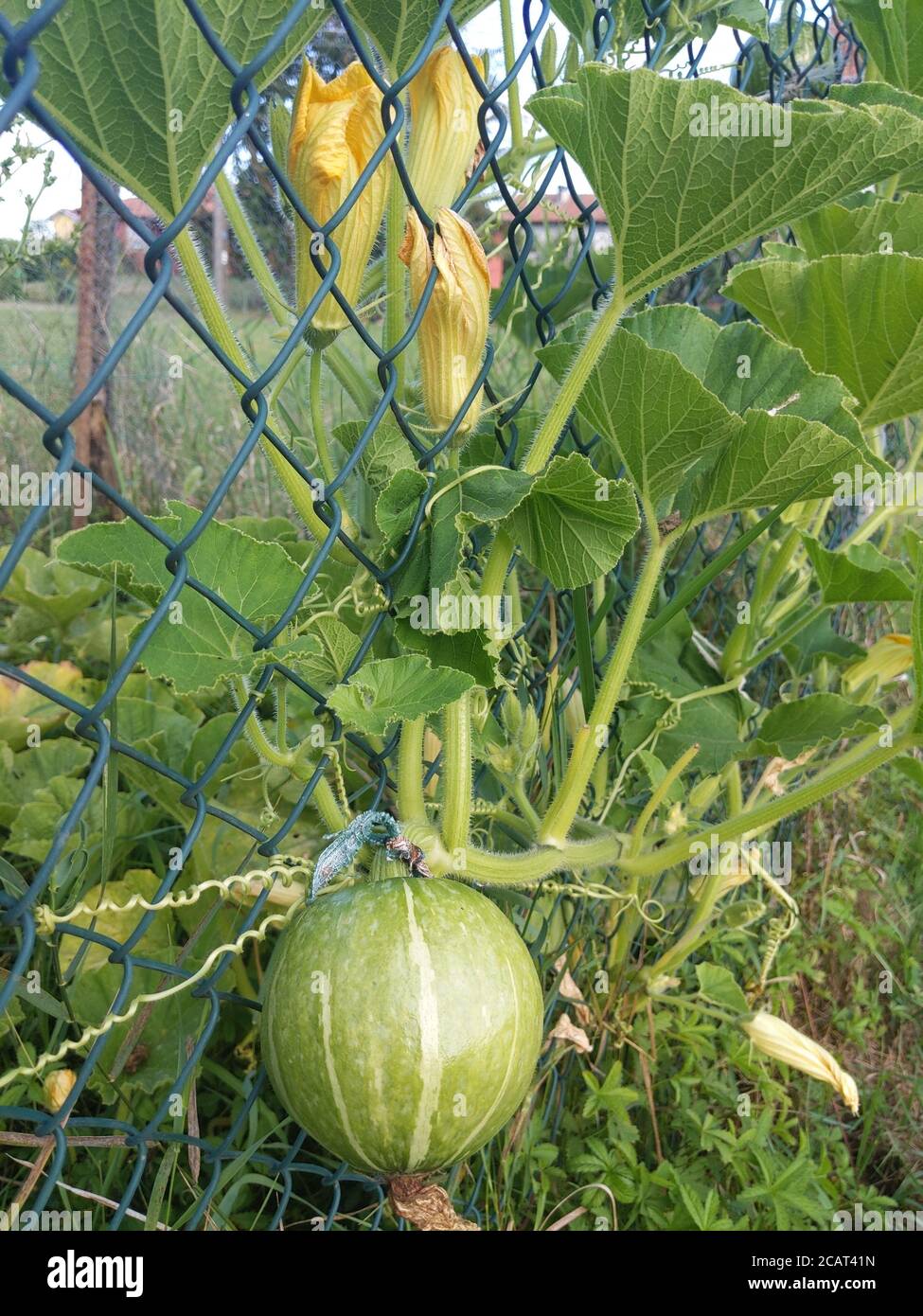 Closeup vertical shot of a growing pumpkin tied to a chain-link fence ...