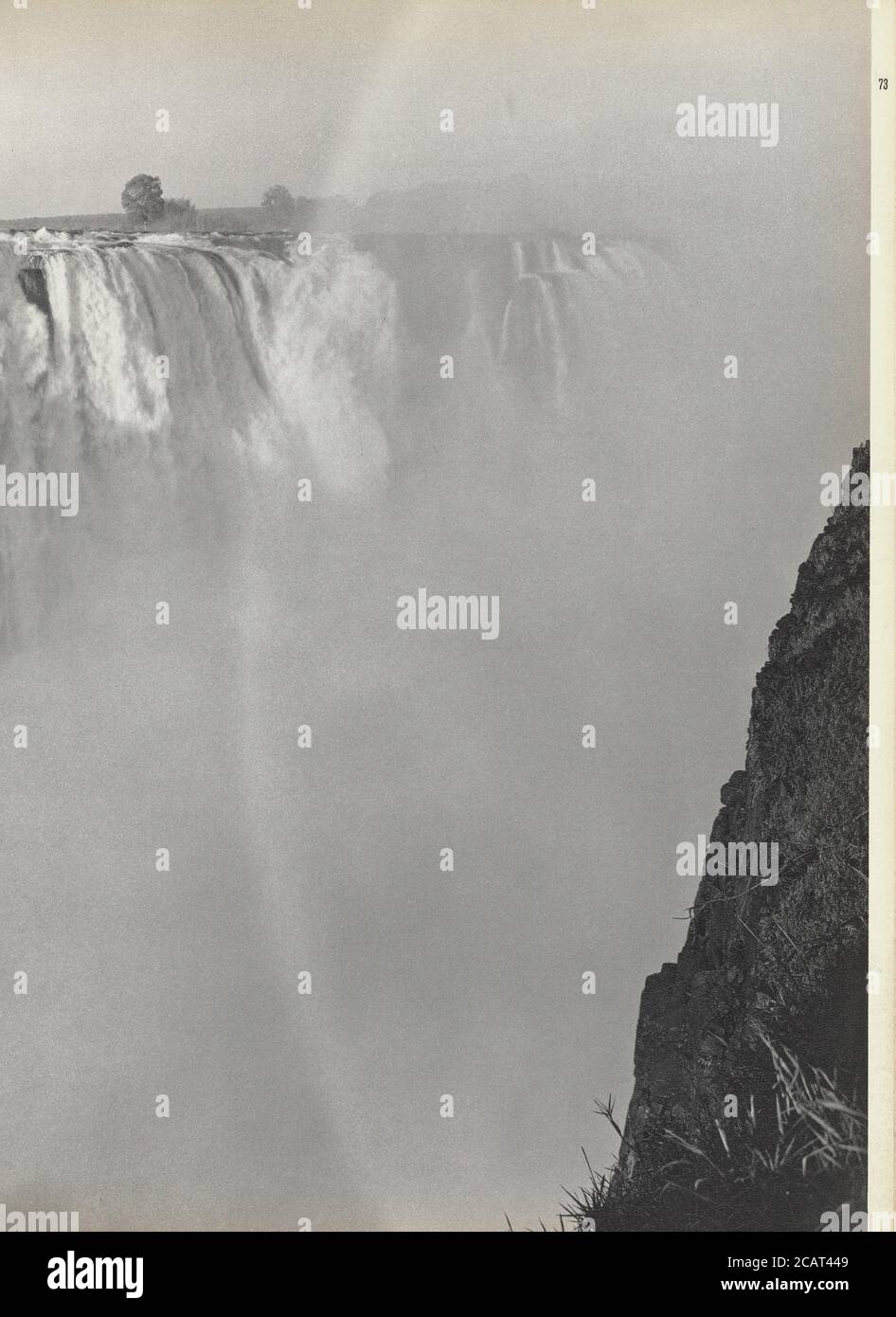 vintage animal illustration vintage classical artistic drawing Stock ...