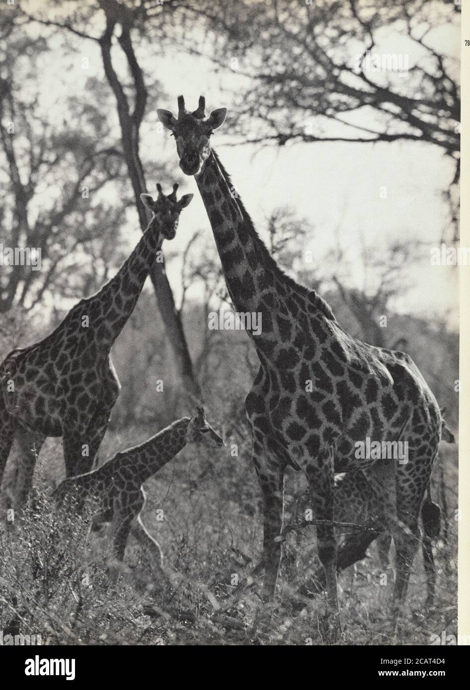 vintage animal illustration vintage classical artistic drawing Stock ...