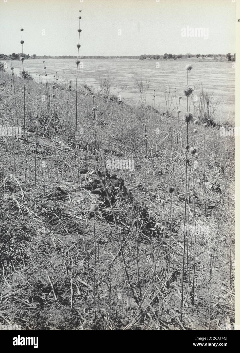 vintage animal illustration vintage classical artistic drawing Stock ...