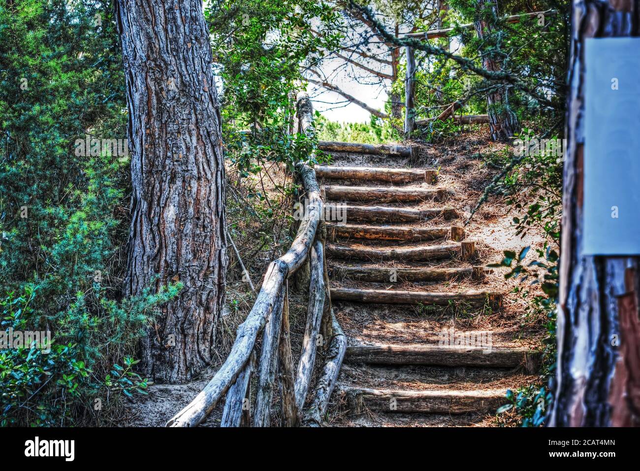 stairway in a pinewood in Platamona, Italy Stock Photo - Alamy