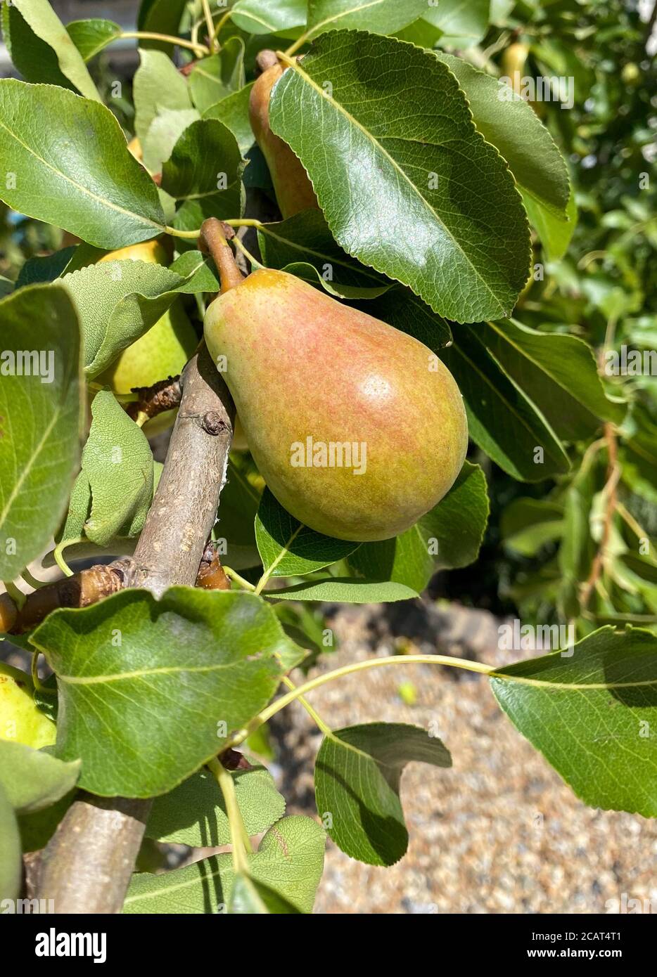 No people eat food with growing fruit with nature hi-res stock ...
