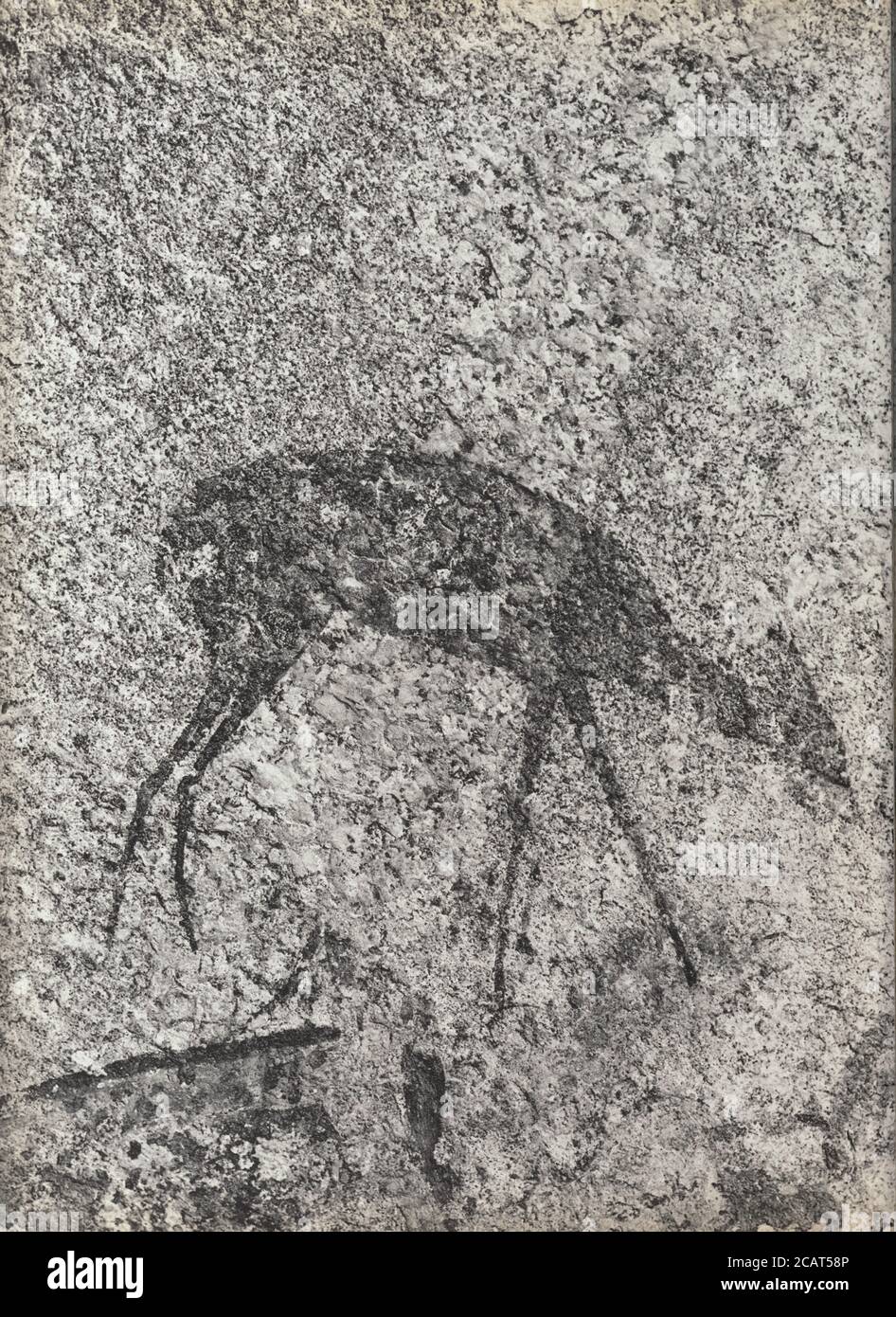 vintage animal illustration vintage classical artistic drawing Stock ...