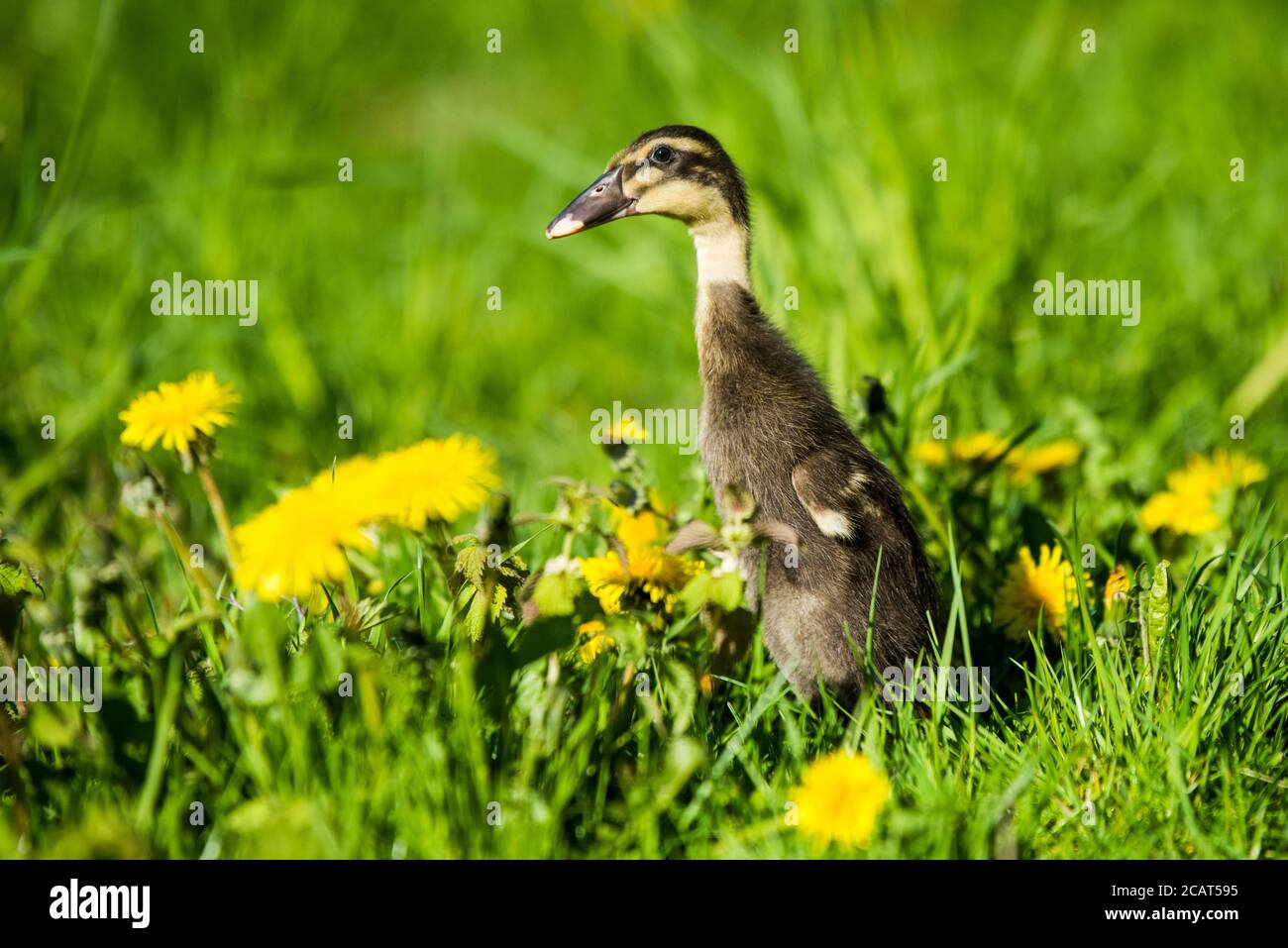 little domestic gray duckling sitting in green grass Stock Photo - Alamy