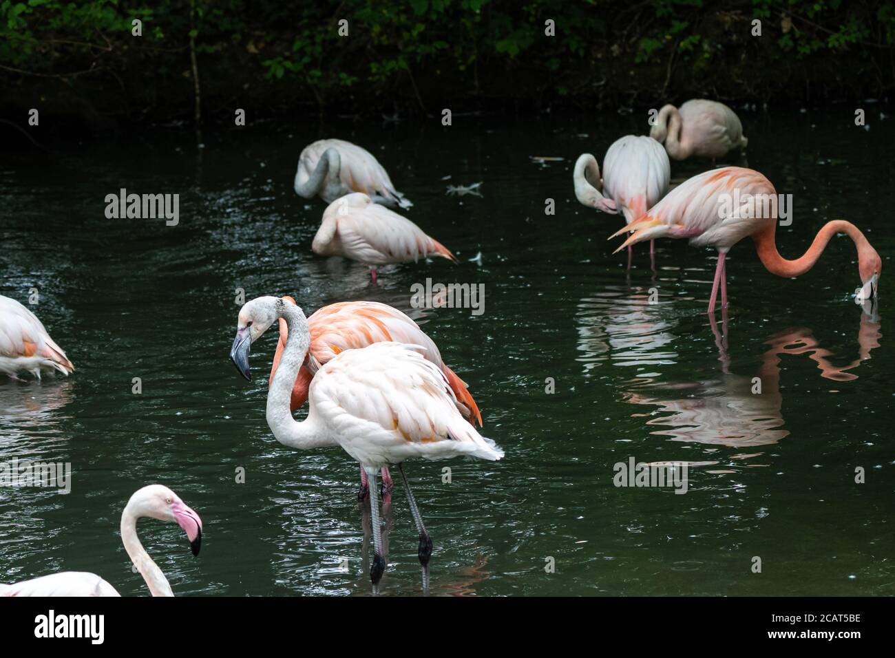 The American flamingo, Phoenicopterus ruber is a large species of ...