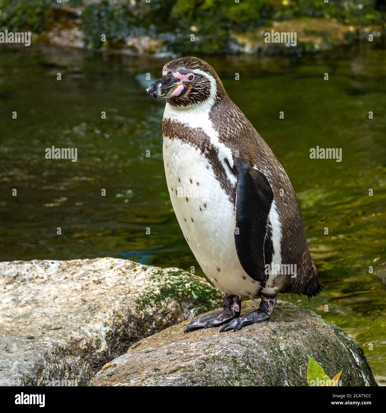 The Humboldt Penguin, Spheniscus humboldti also termed Peruvian penguin ...
