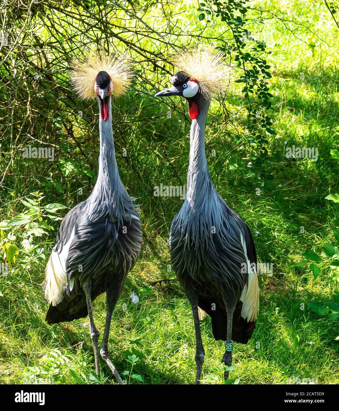 The Black Crowned Crane, Balearica pavonina is a bird in the crane ...