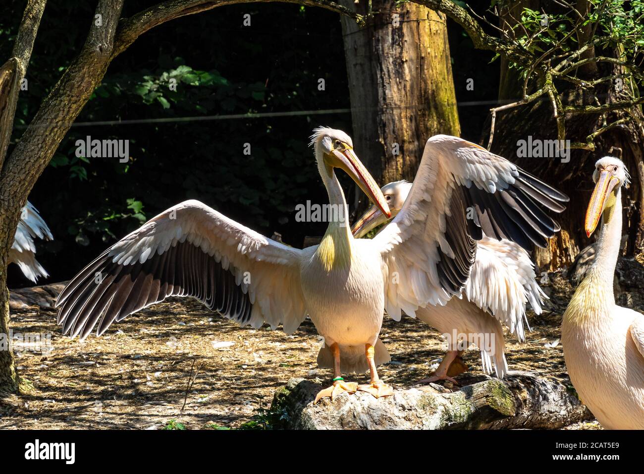 The Great White Pelican, Pelecanus onocrotalus also known as the rosy ...