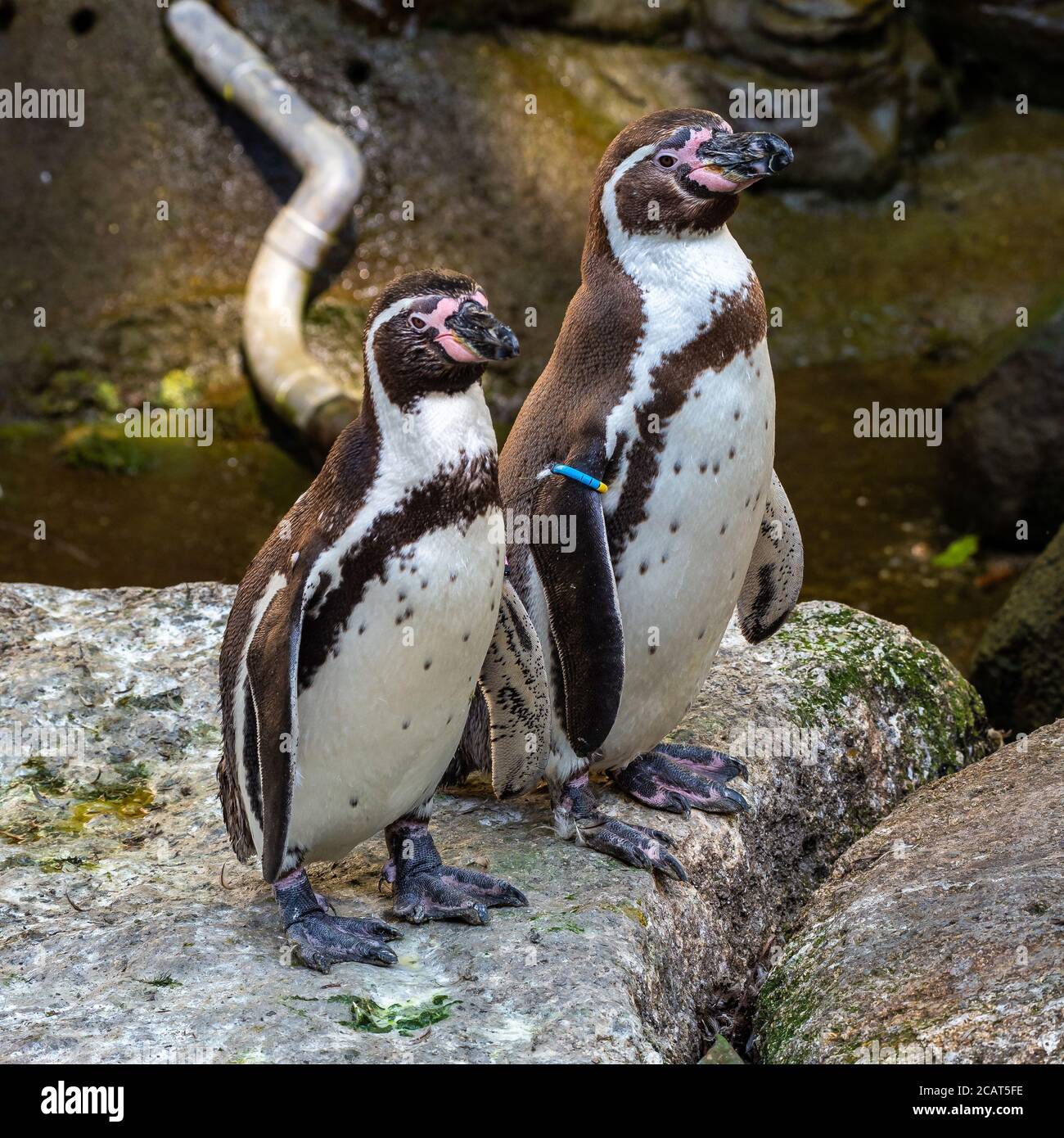 The Humboldt Penguin, Spheniscus humboldti also termed Peruvian penguin ...