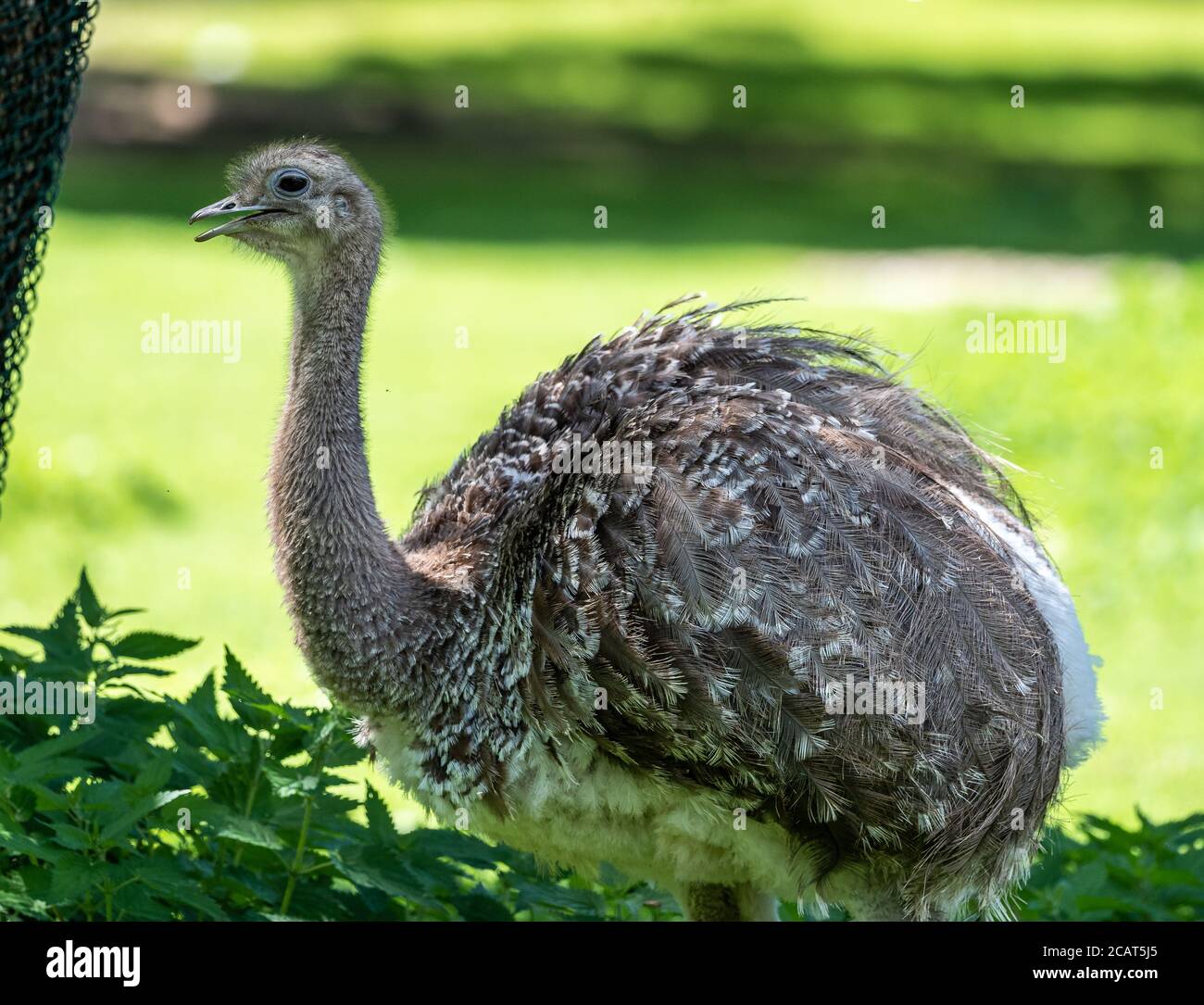 Darwin's rhea, Rhea pennata also known as the lesser rhea. It is a large flightless bird, but ...