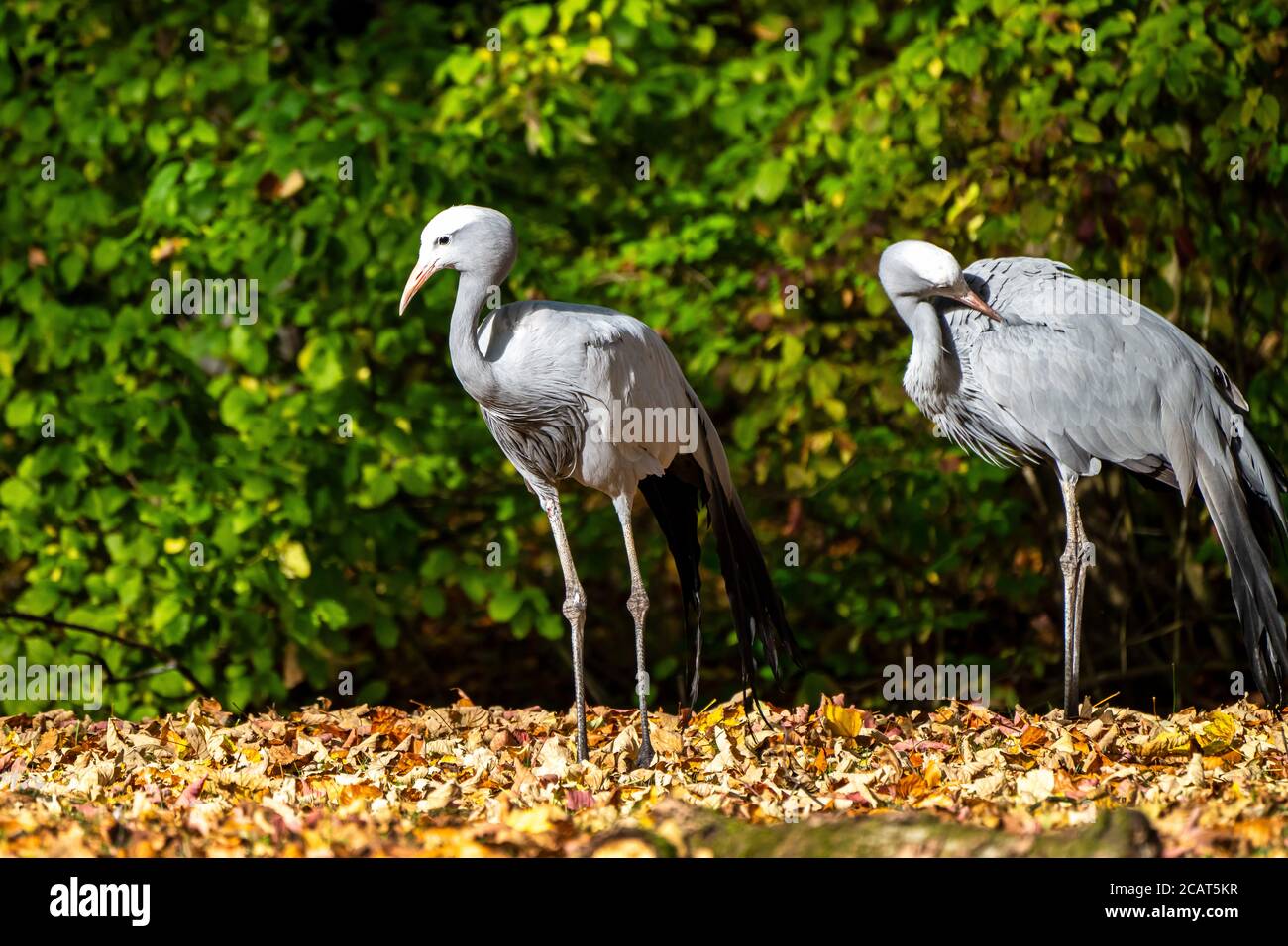The Blue Crane, Grus paradisea, is an endangered bird specie endemic to ...
