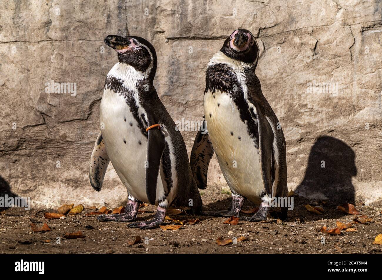 The Humboldt Penguin, Spheniscus humboldti also termed Peruvian penguin ...